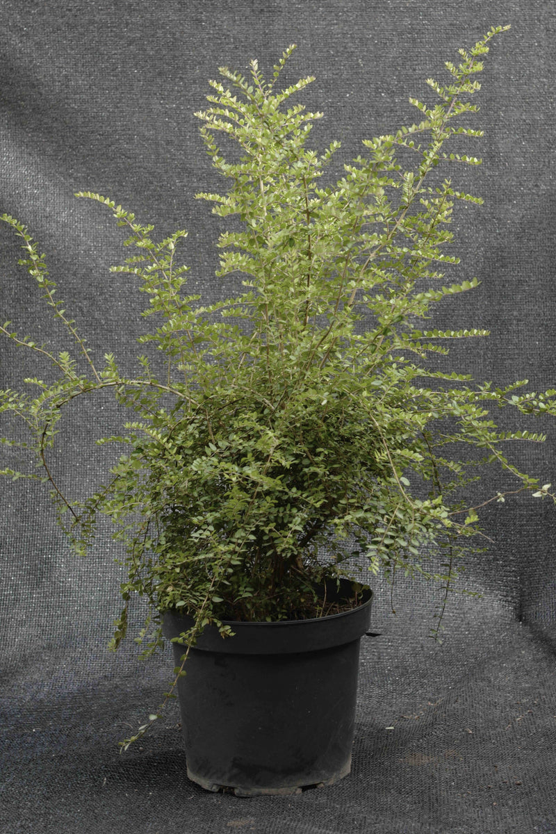 Lonicera nitida – Vivero Los Boldos