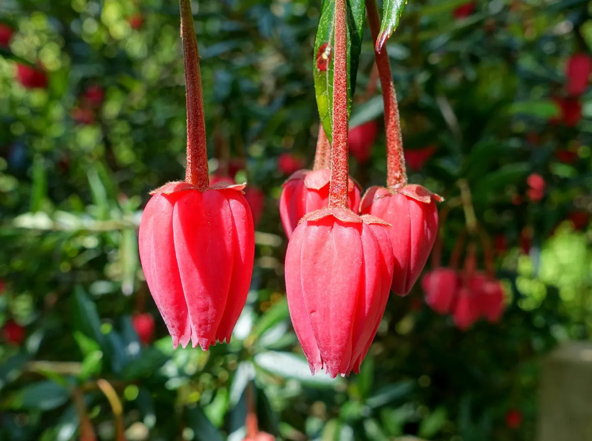 Chaquihue / Patagua roja – Vivero Los Boldos