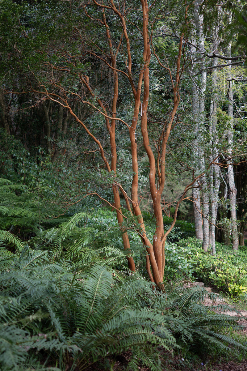 Arrayán palo colorado – Vivero Los Boldos
