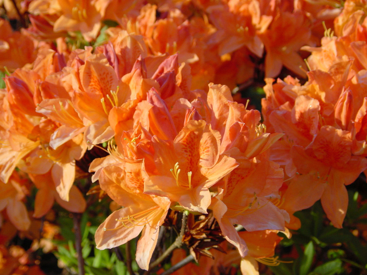 Azalea mollis – Vivero Los Boldos