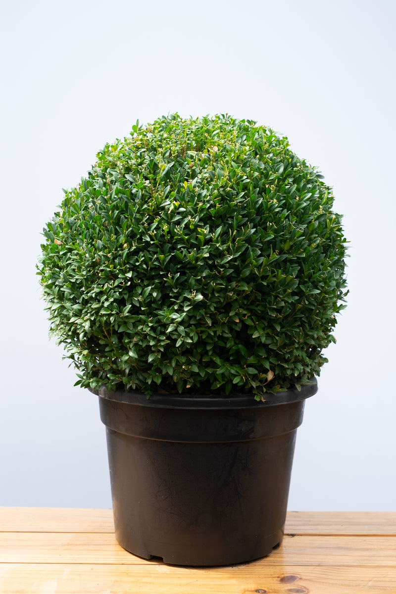 Boj – Vivero Los Boldos