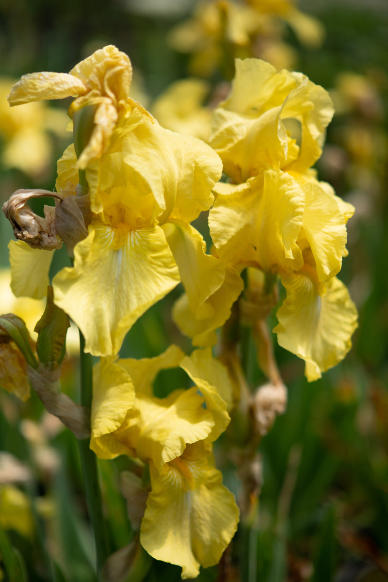 Lirio amarillo / iris (amarillo) – Vivero Los Boldos