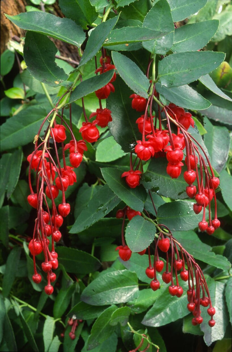 Michay rojo – Vivero Los Boldos