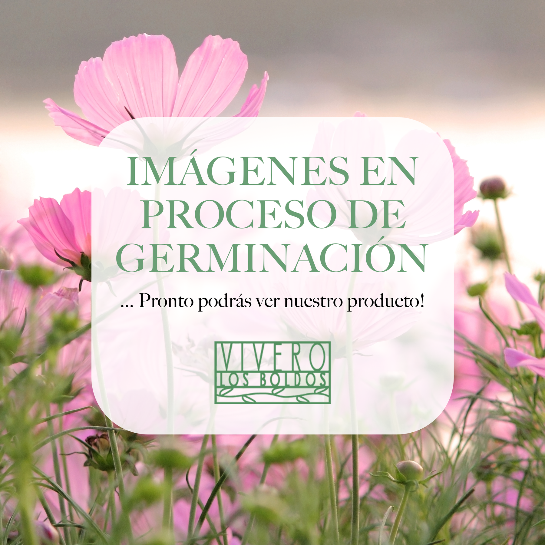 Ligustro compacto – Vivero Los Boldos